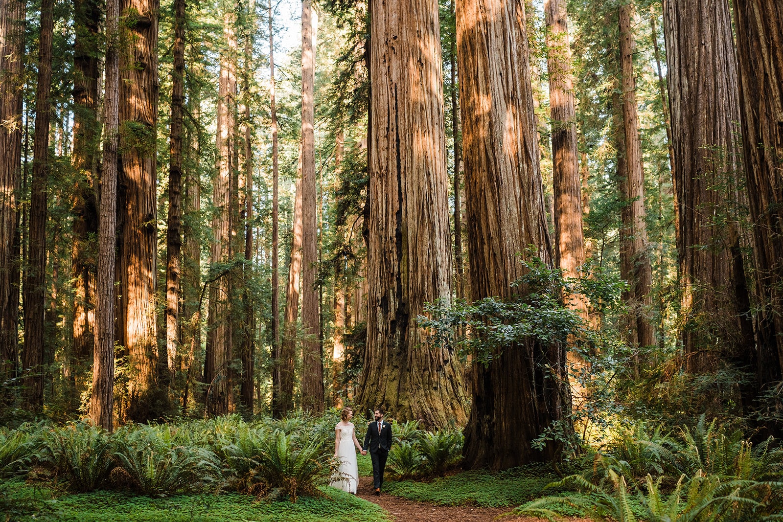 Jaw-Dropping Redwoods Elopement - Between the Pine