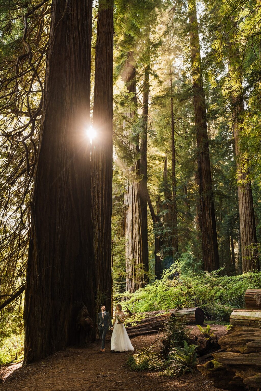 Jaw-Dropping Redwoods Elopement - Between the Pine
