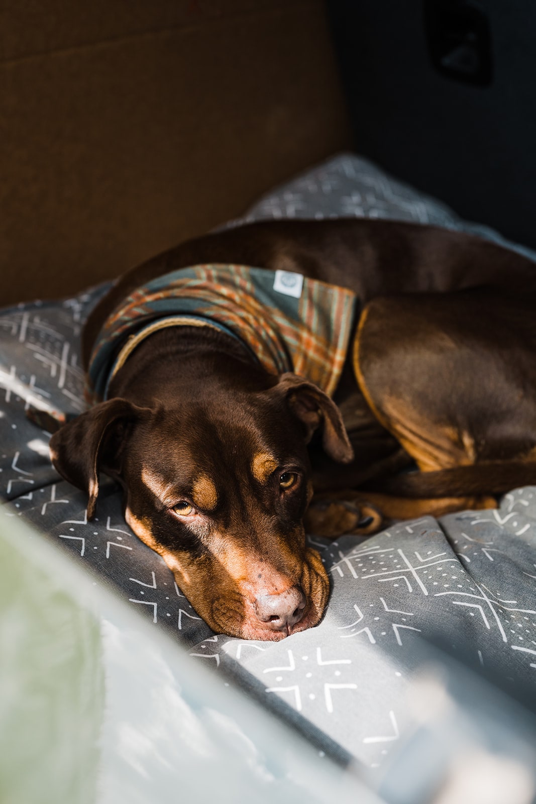 Adventurous Telluride Elopement - Between the Pine